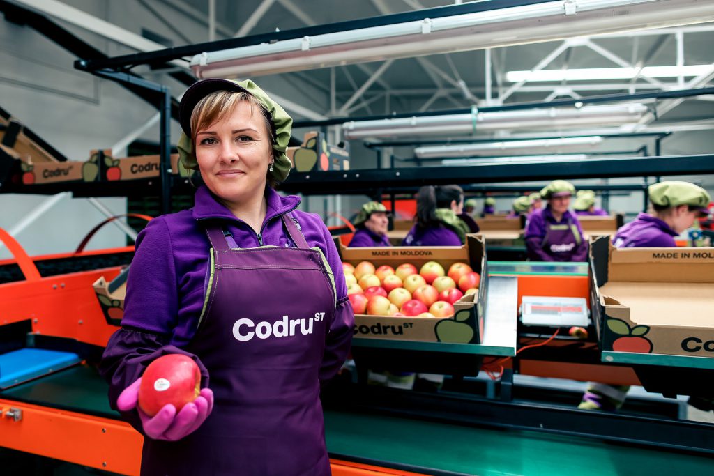 Sorting apples | CodruST